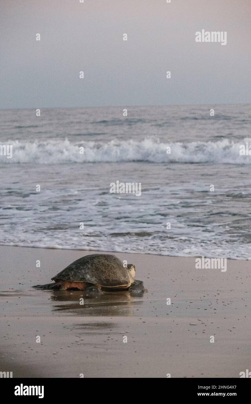 Turtle on her way back after laying eggs on the Oaxaca coast, Mexico ...