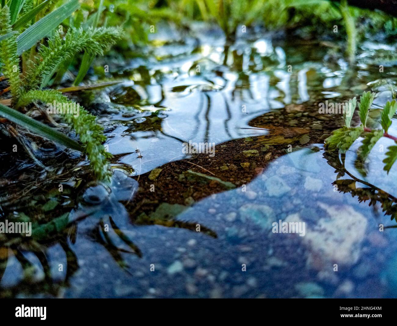 Closeup of a small pond in a field covered in the grass and moss in the ...