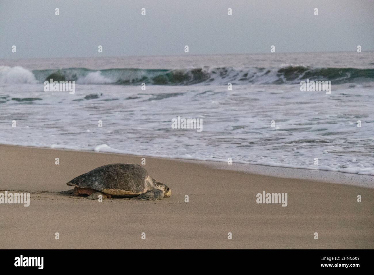 Turtle on her way back after laying eggs on the Oaxaca coast, Mexico ...
