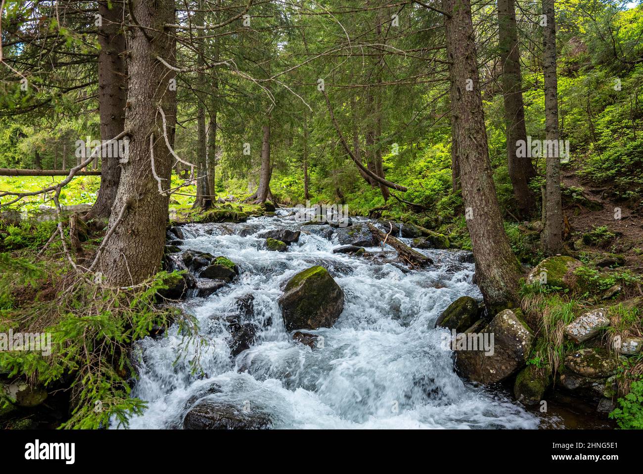 Mountain stream splashing through rocks between trees in green forest ...