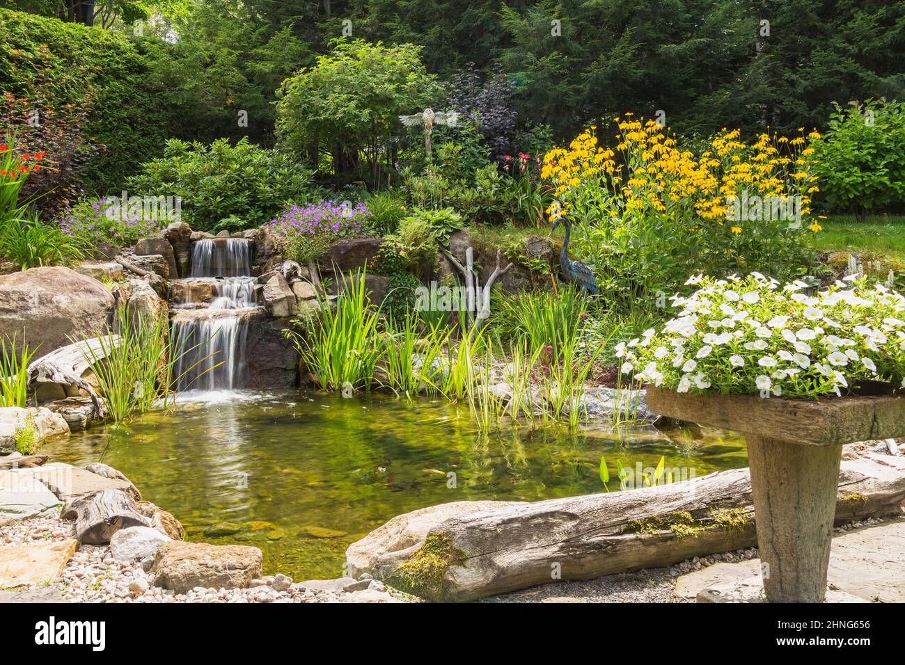 White Petunias and Rudbeckia laciniata - Coneflowers next to pond with ...