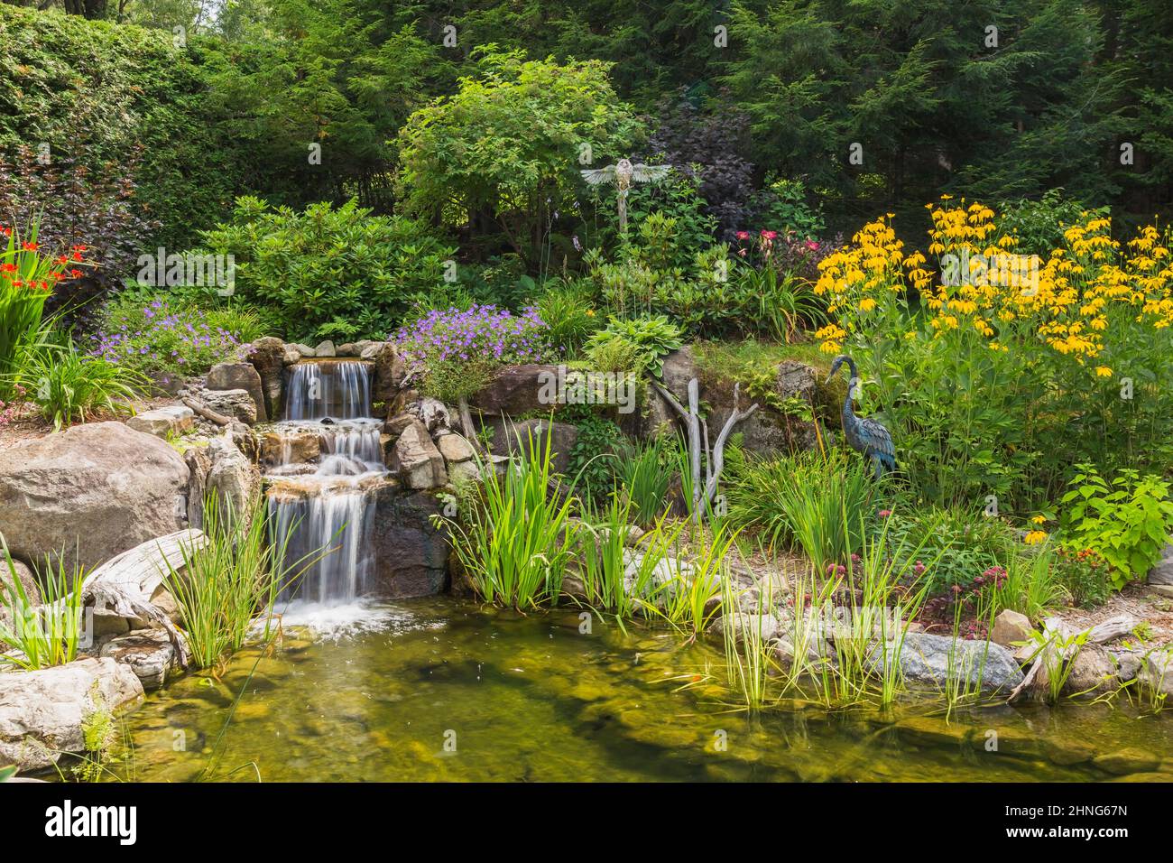 Yellow Rudbeckia laciniata - Coneflowers next to pond with Acorus ...