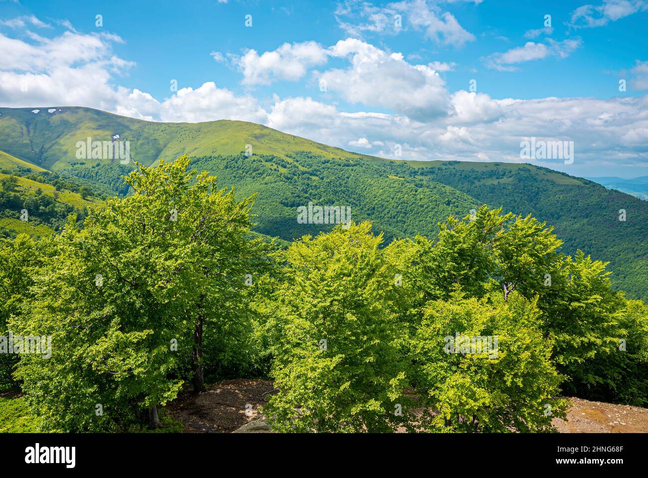 Beautiful view of green trees on hill with mountains in background ...