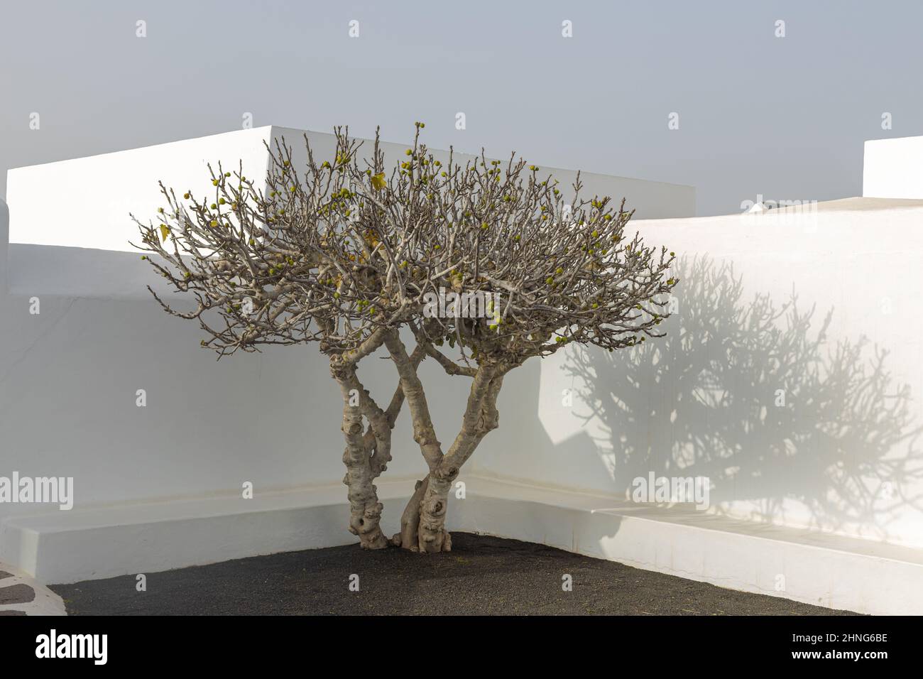 Fig tree with fruits hi-res stock photography and images - Alamy