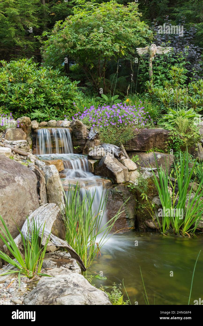 Cascading waterfall borderd by Geranium 'Rozanne' - Cranesbill flowers ...