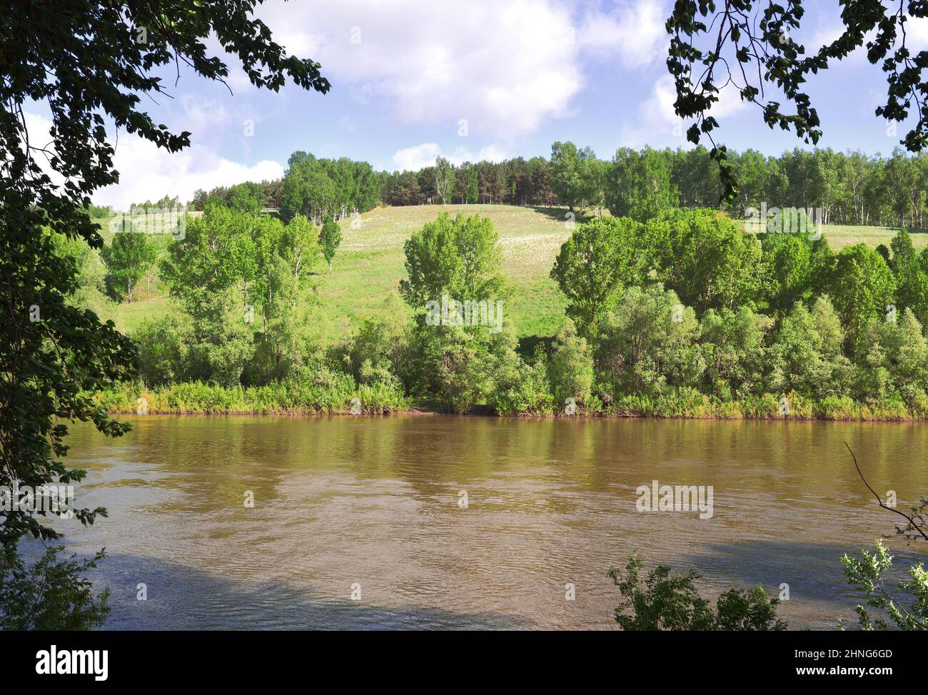 High steep river Bank, covered with trees with fresh spring foliage ...