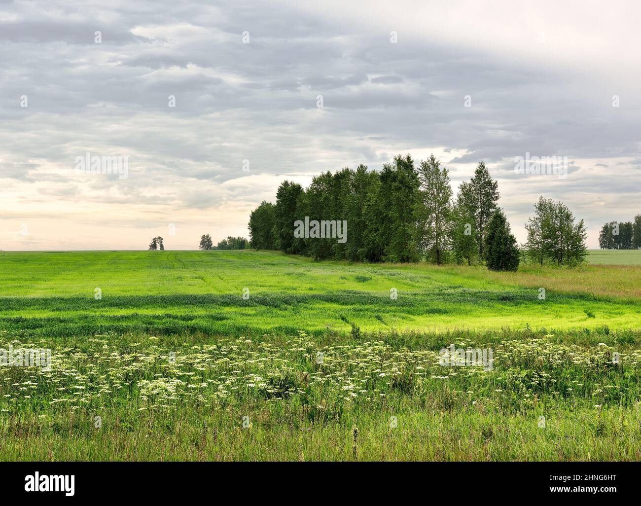 A bright meadow with thick grass, trees and an agricultural field to ...