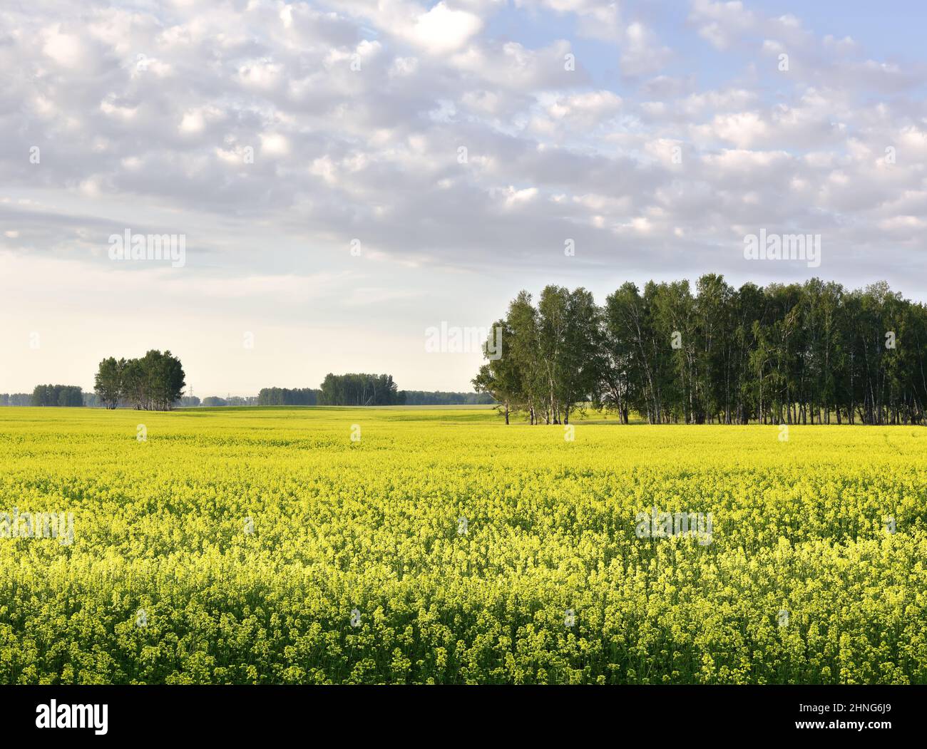 Panorama of an agricultural field with bright yellow flowers, trees on ...