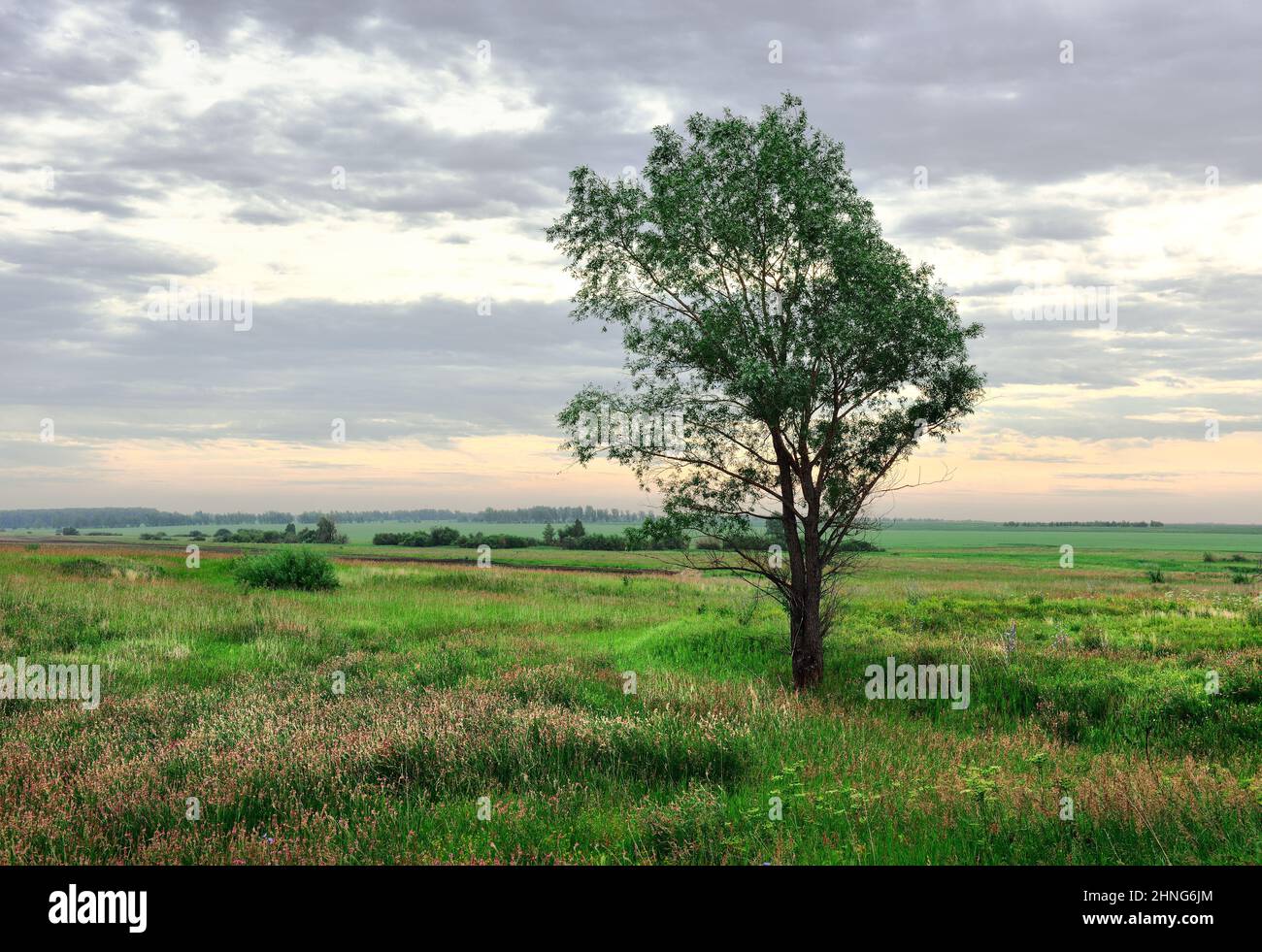 A lone tree in a summer meadow with thick green grass, trees on the ...