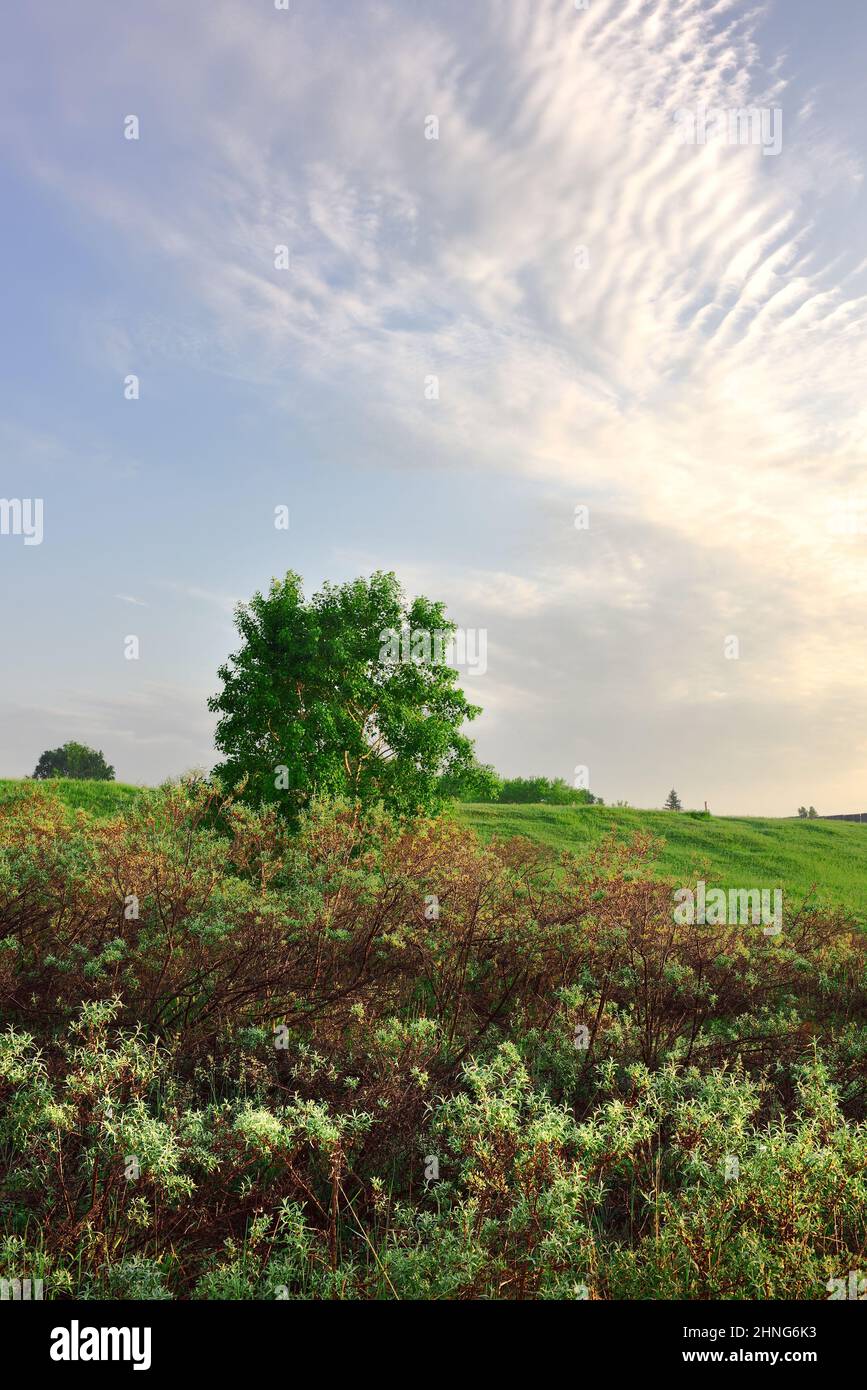 Fresh grass and leaves on bushes on a green slope in the distance, the ...