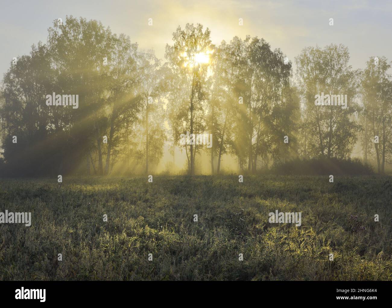 The sunrise, the sun's diverging rays striking through the branches of ...