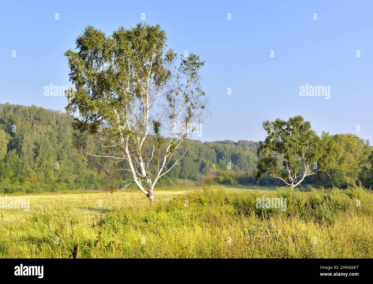 Curly river among the thick grass in the meadow, farmer`s field, forest ...