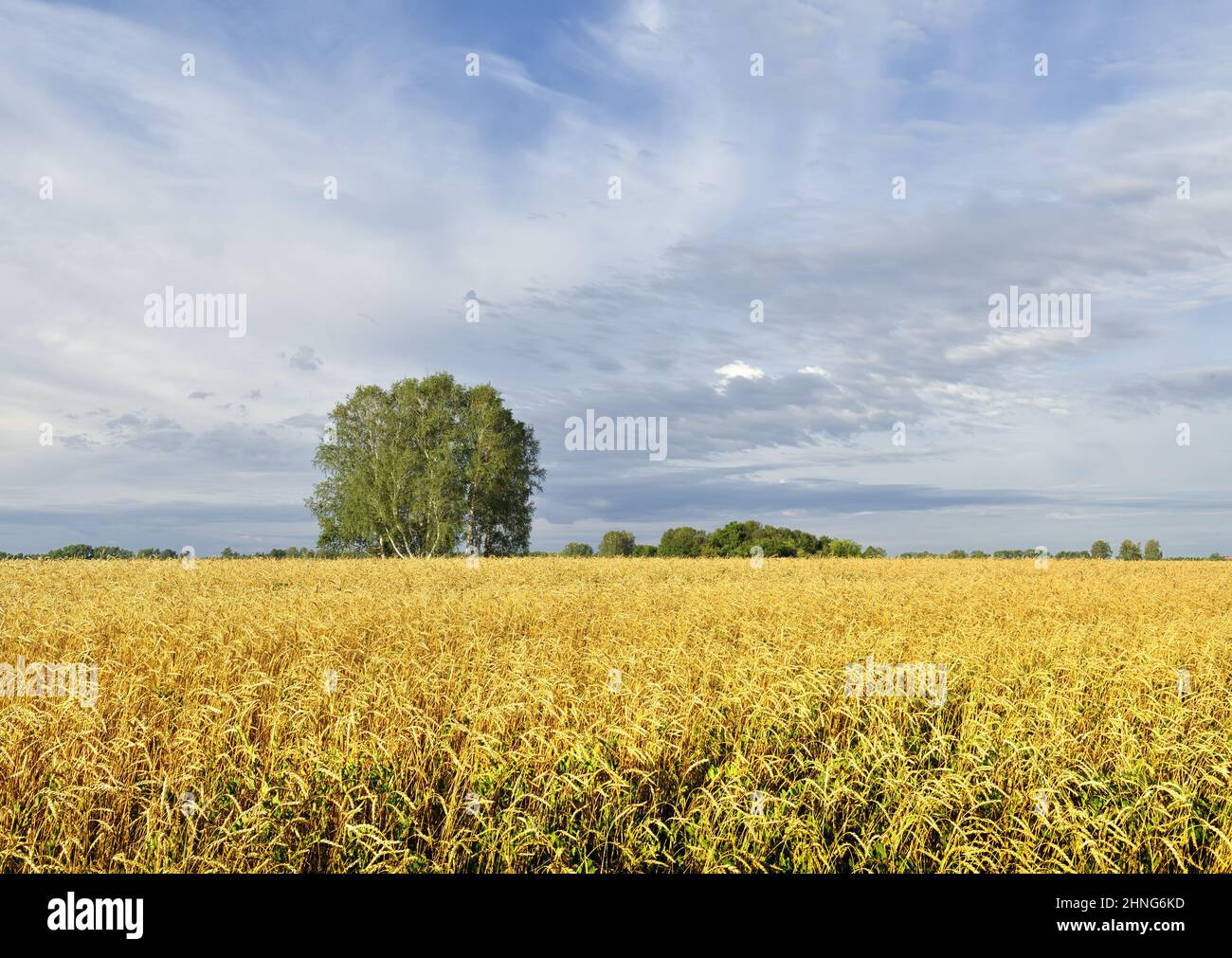 Ripe crop in a wide field, trees in the distance, blue sky with clouds ...