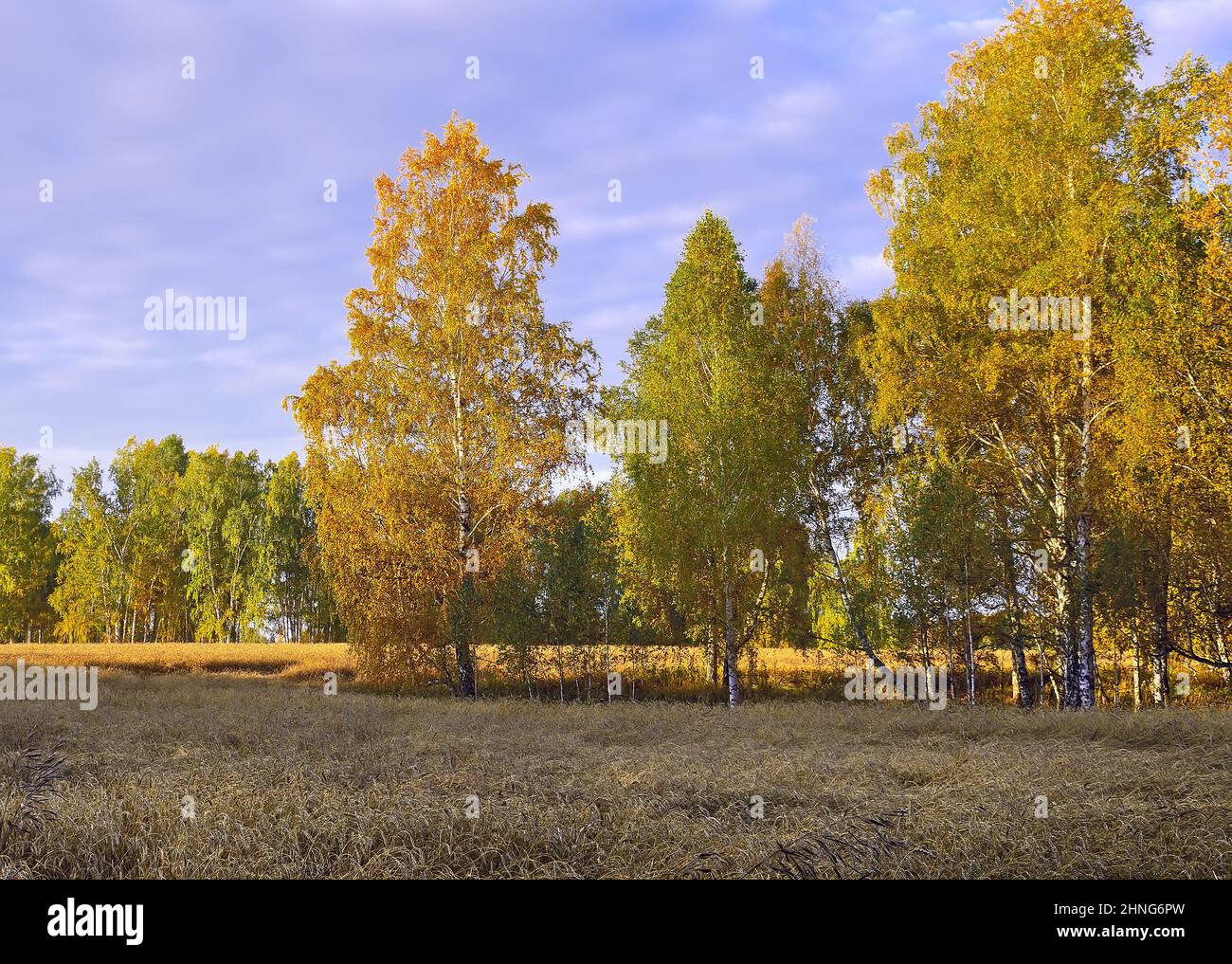 Autumn trees on the edge of the field. Birch trees with yellow foliage ...