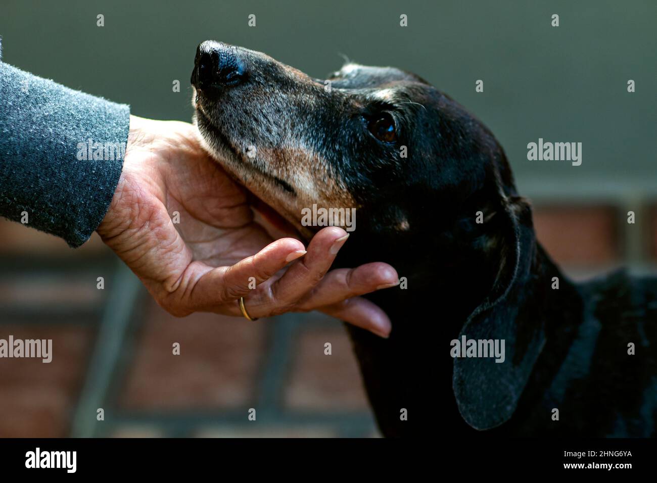 Hand holding a dog's face Stock Photo - Alamy
