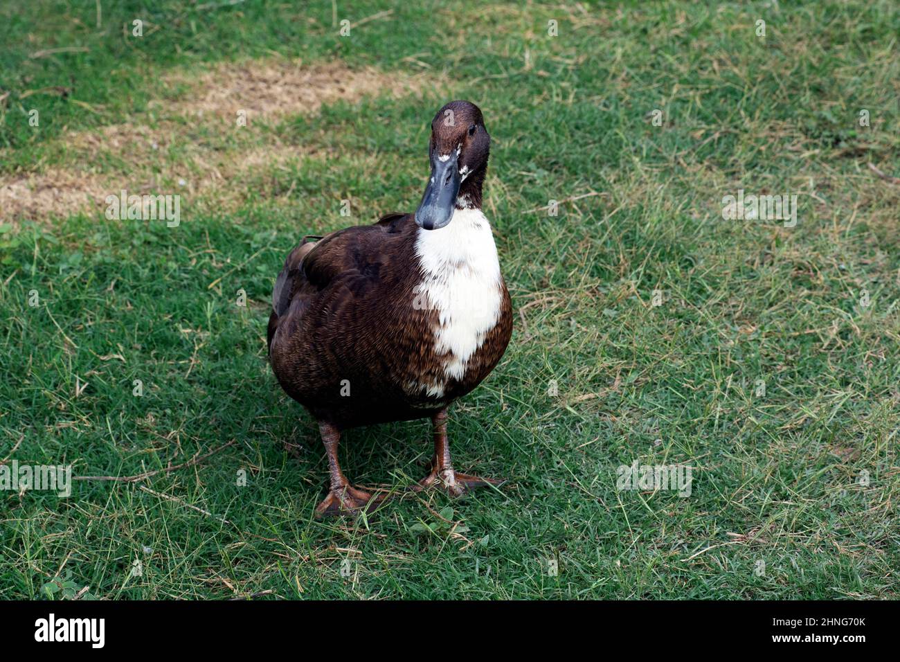 Healthy duck in organic farm that raising in nature Stock Photo - Alamy