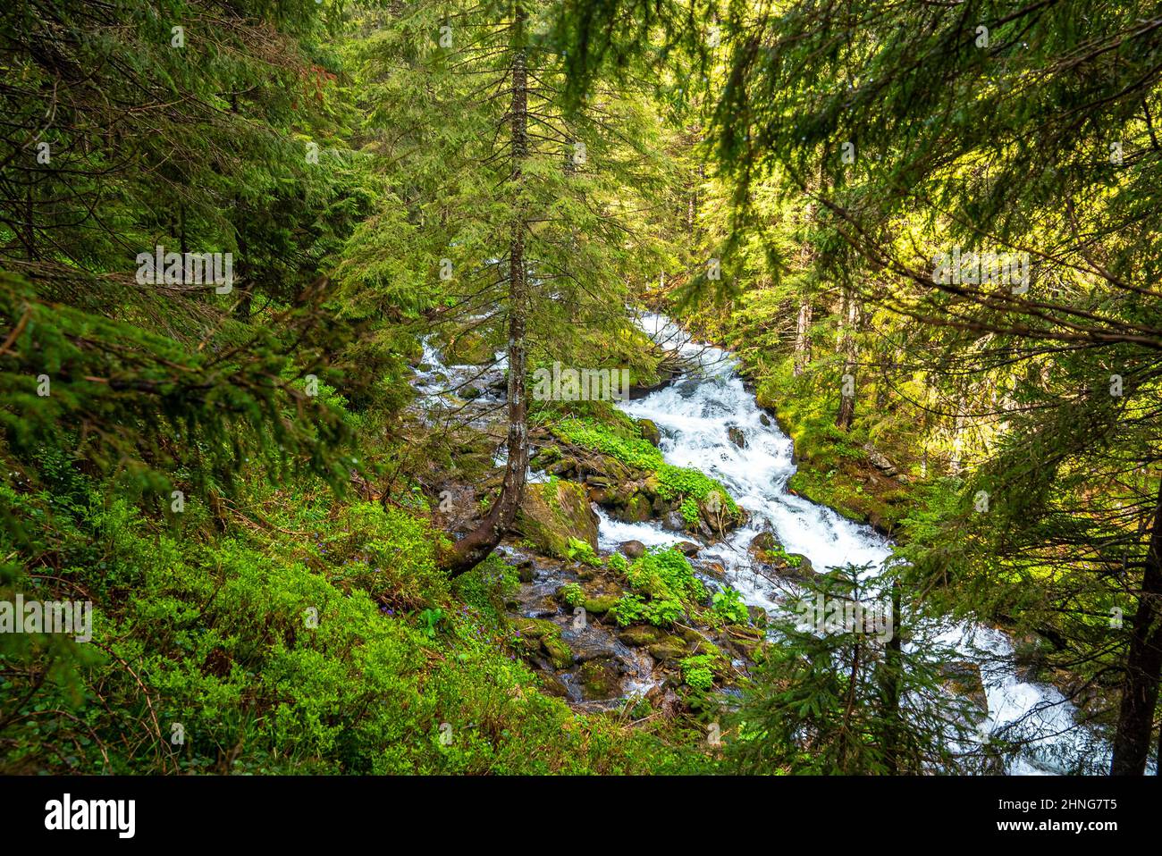 Forest landscape with a mountain river flowing over the rocks Stock ...