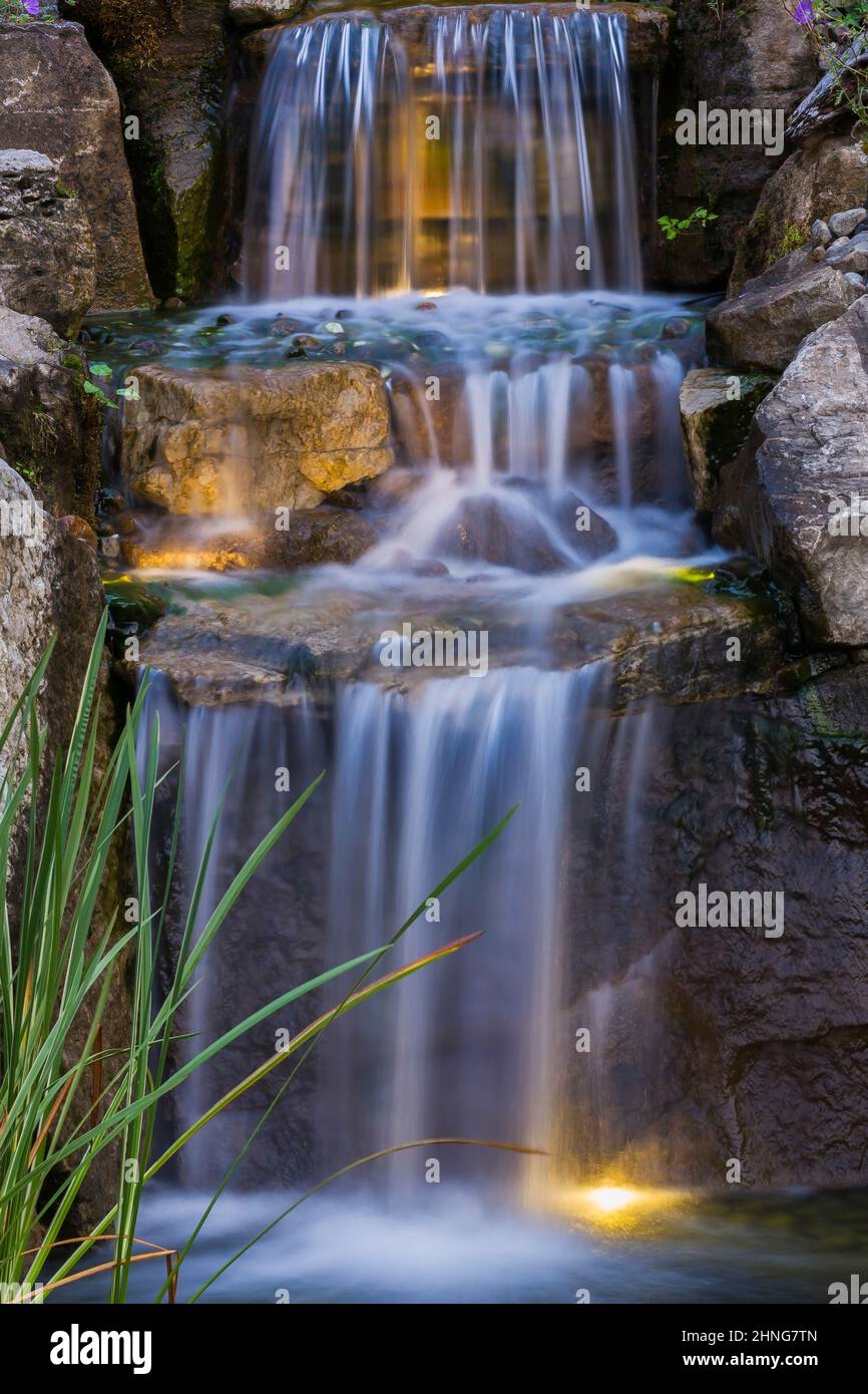 Acorus gramineus pond hi-res stock photography and images - Alamy