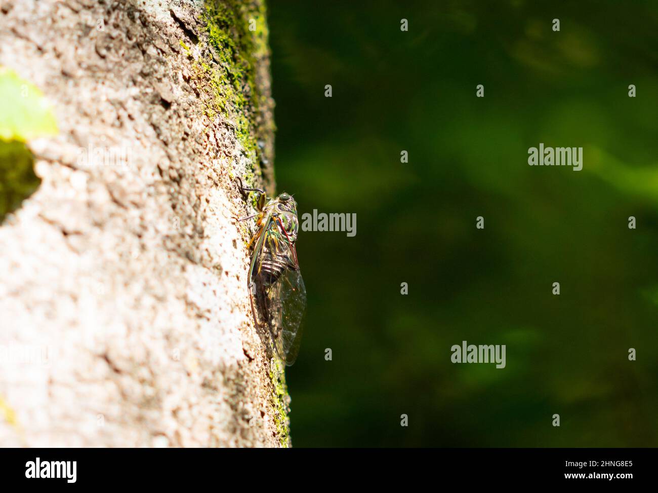 Cicada on tree truck in forest, insect photograph Stock Photo - Alamy