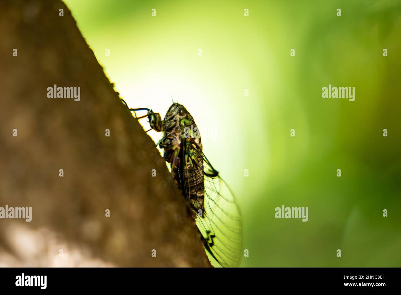 Cicada on tree in silhouette back-lit in forest Stock Photo - Alamy