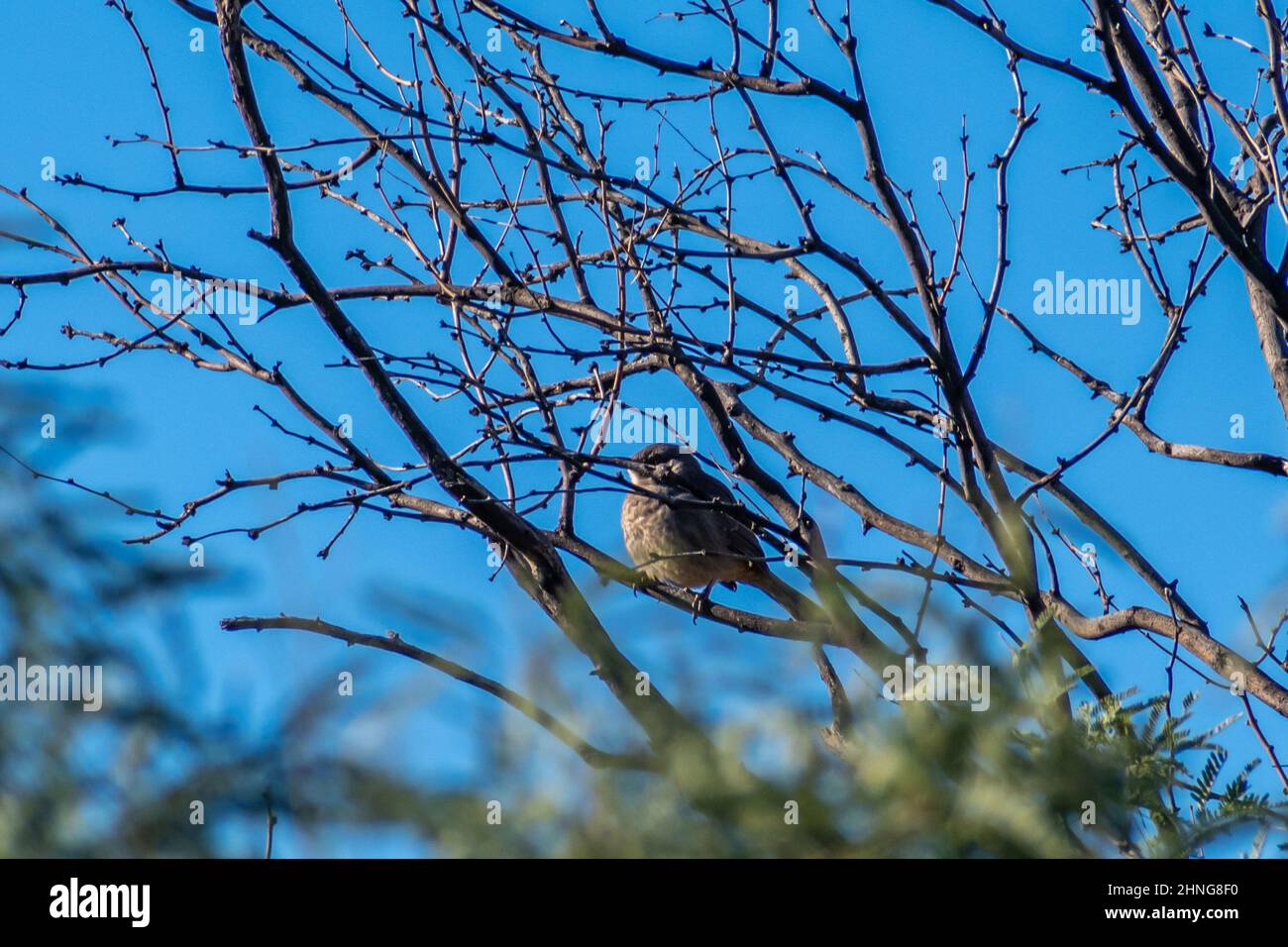 House Sparrows on top of a tree in Tucson, Arizona Stock Photo - Alamy