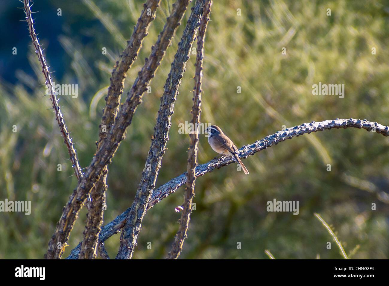 House Sparrows on top of a tree in Tucson, Arizona Stock Photo - Alamy
