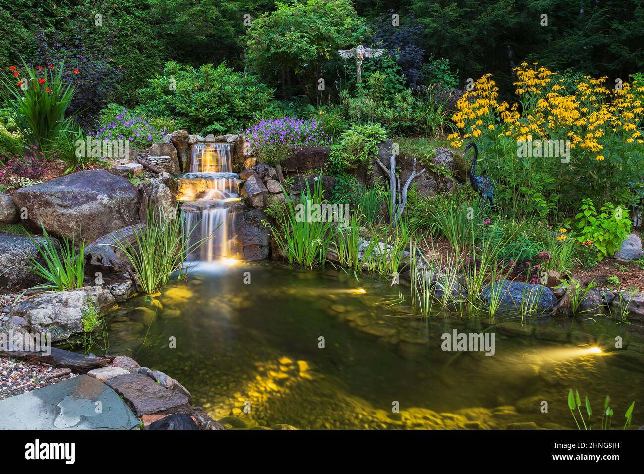 Yellow Rudbeckia laciniata - Coneflowers next to pond with Acorus ...