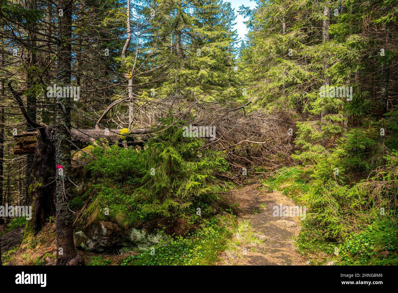 Fallen tree across the track with stones of dense forest of mountain ...