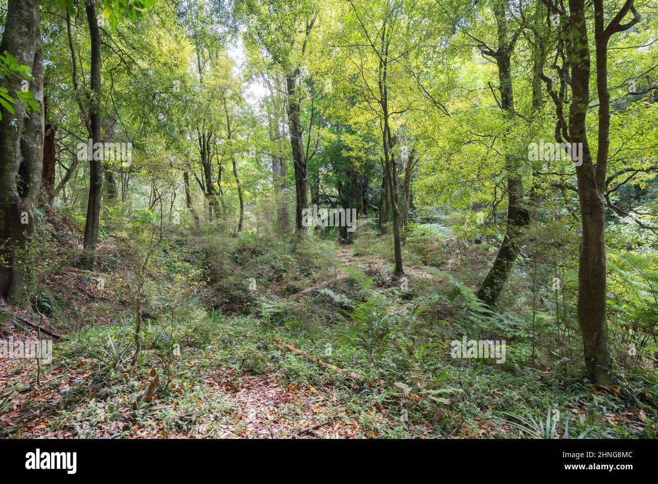 New Zealand forest environment of luxuriant greenery on East Coast ...