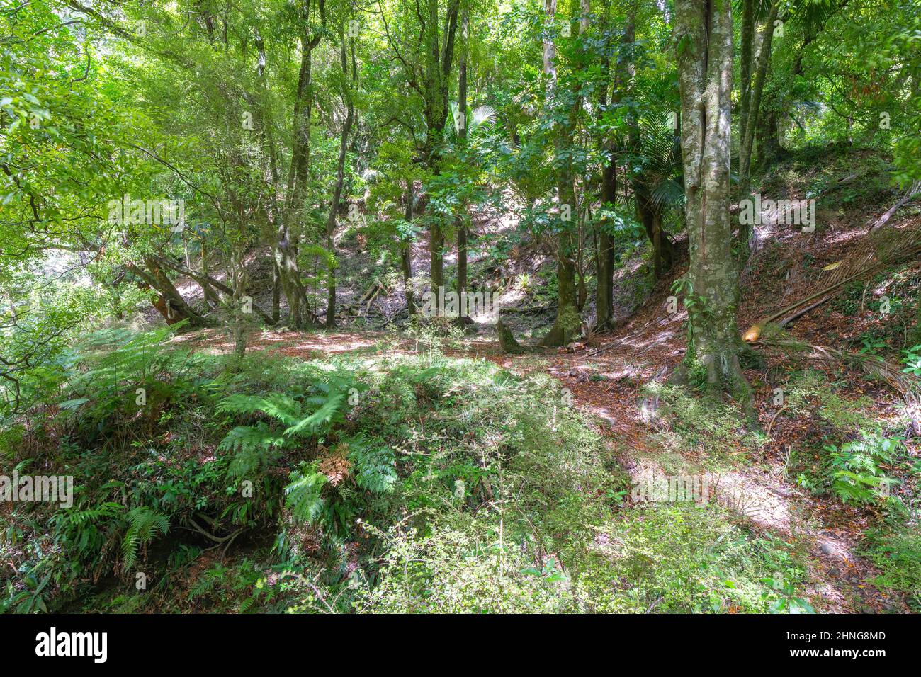 New Zealand forest environment of luxuriant greenery on East Coast ...