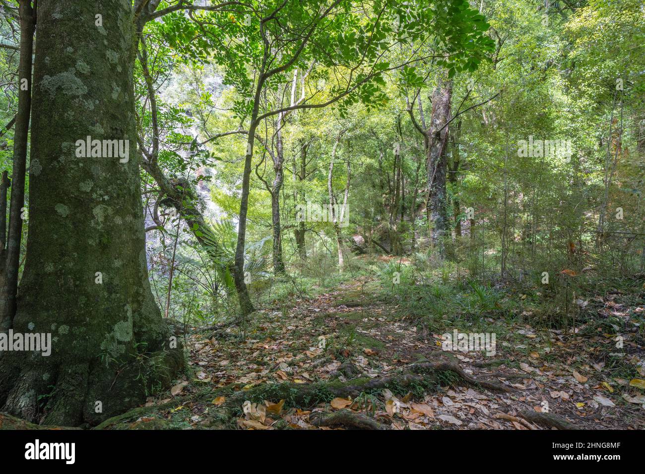 New Zealand forest environment of luxuriant greenery on East Coast ...