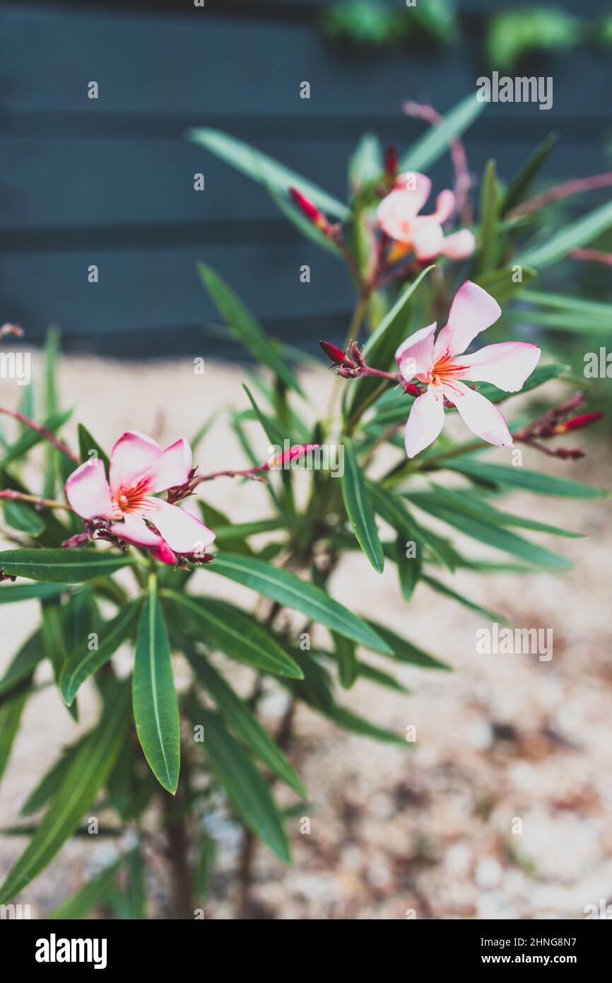 close-up of pink oleander plant outdoor in sunny backyard shot at ...