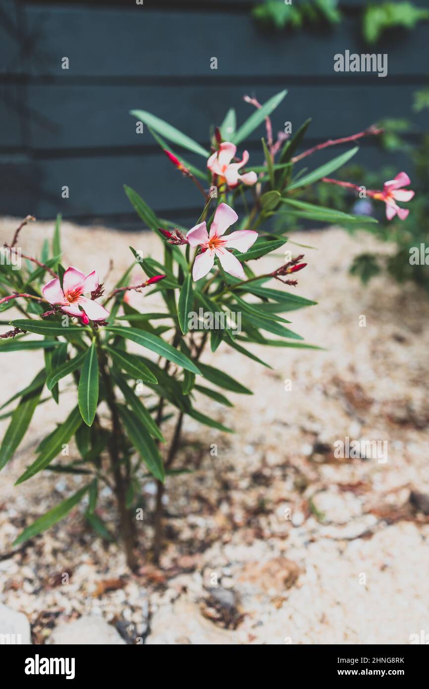 close-up of pink oleander plant outdoor in sunny backyard shot at ...