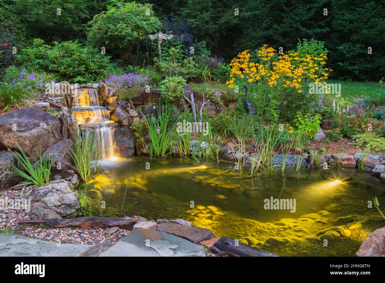 Yellow Rudbeckia laciniata - Coneflowers next to pond with Acorus ...