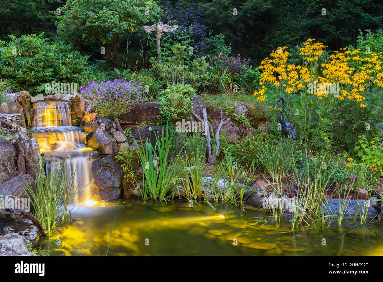 Yellow Rudbeckia laciniata - Coneflowers next to pond with Acorus ...