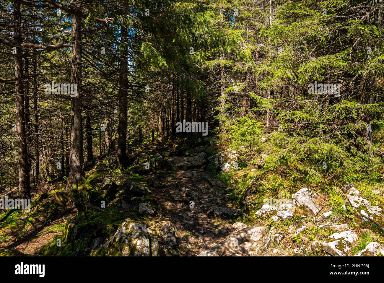 Forest landscape with dense trees and mountain track with stones Stock ...