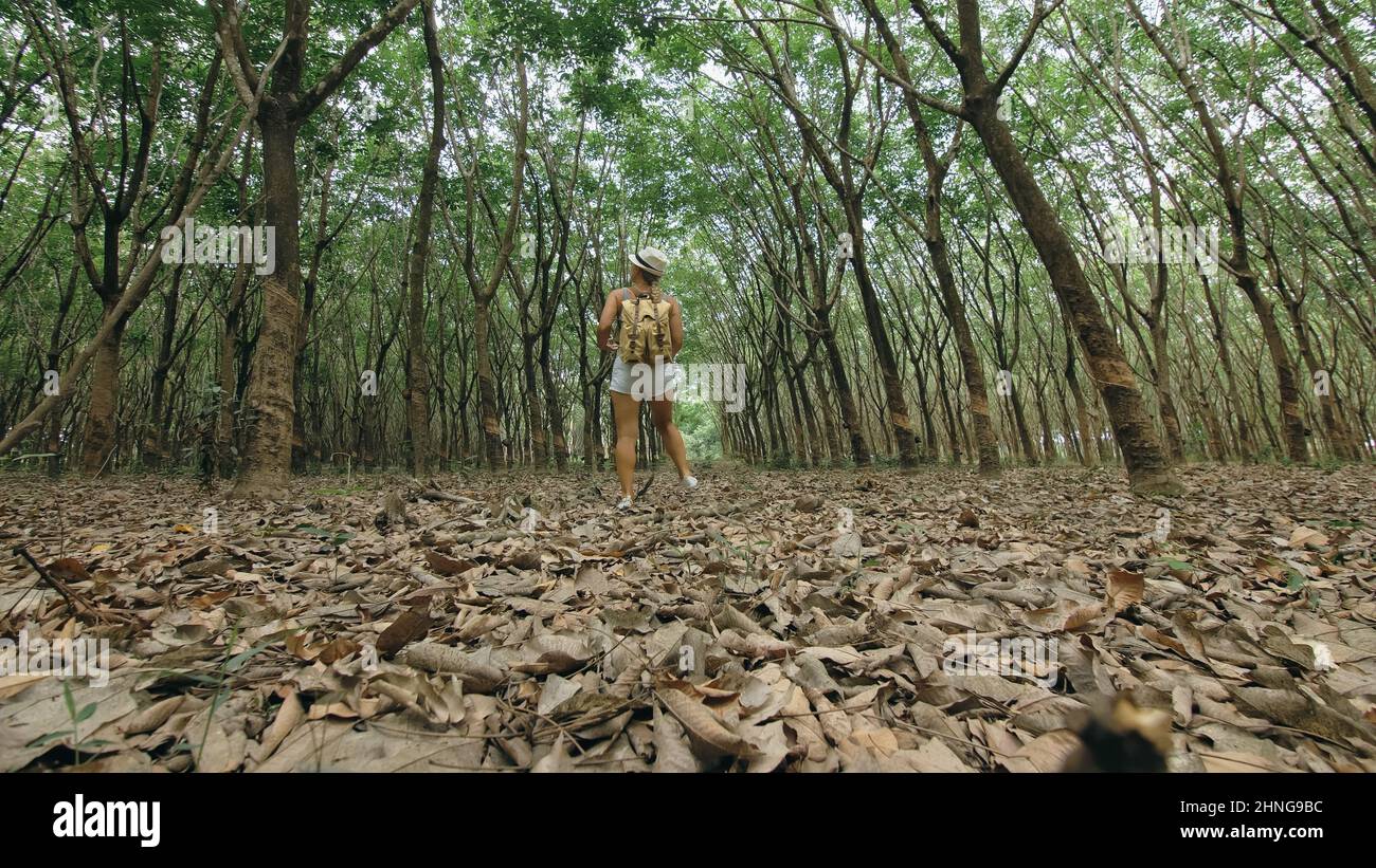 The traveler walks between trees plantation agriculture of asia for ...