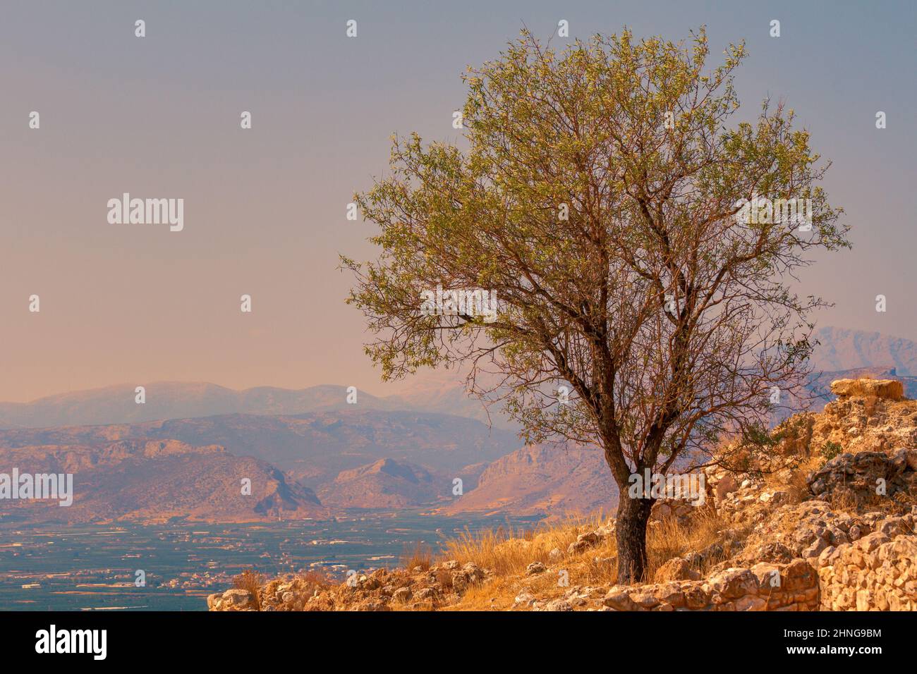 Tree at the archaeological site of ancient Mycenae on the Peloponnese ...