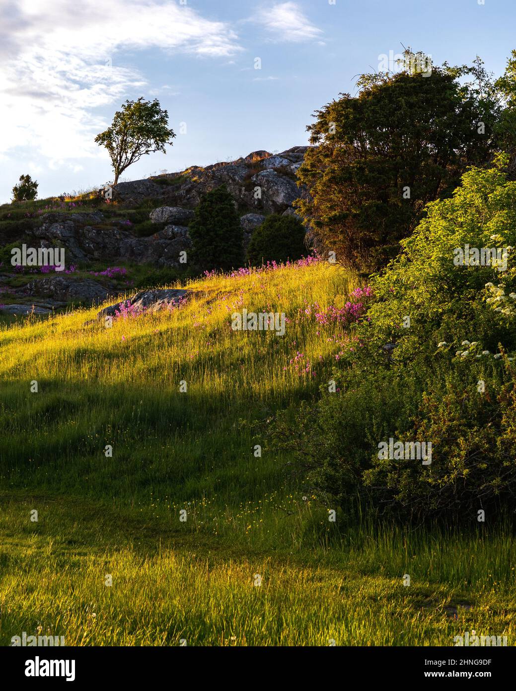 Vertical shot of a hill covered in wildflowers and greenery under the ...