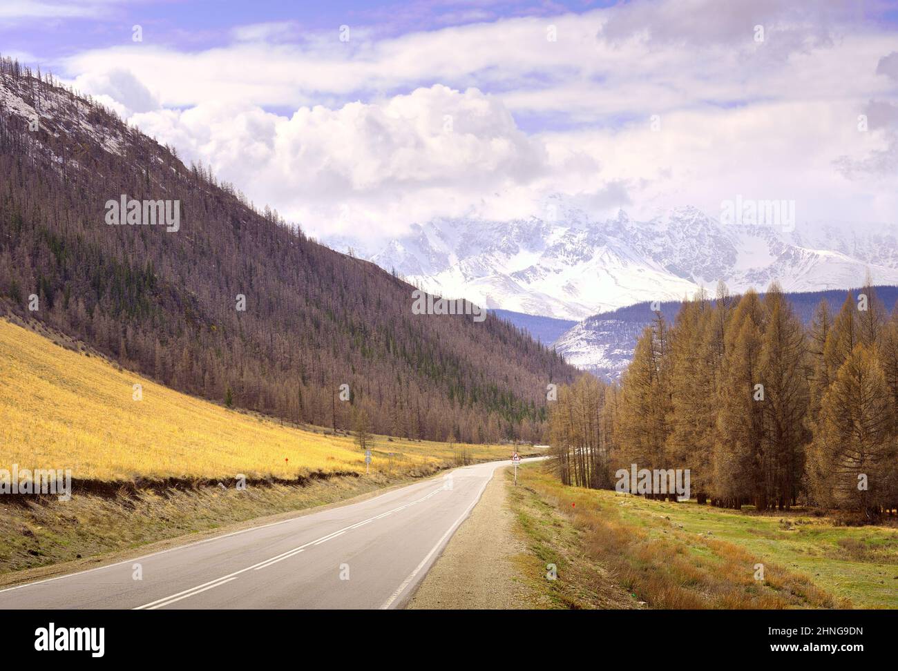 Chui highway in the Kurai steppe. Asphalt road surrounded by coniferous ...