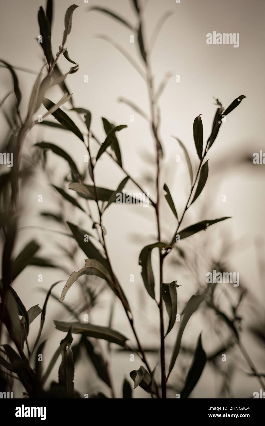 Vertical shot of Salix matsudana growing in a field with a blurry ...