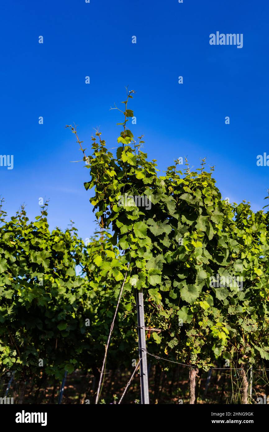 Vertical shot of grapevines in a vineyard under the sunlight and a blue ...