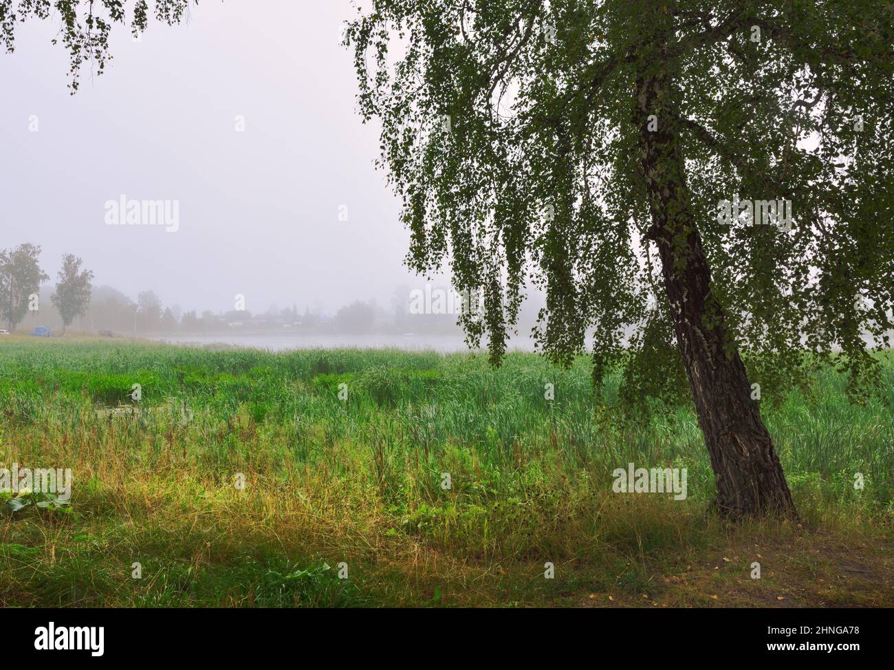 Leaning trunk of a deciduous tree among thick green grass on the shore ...