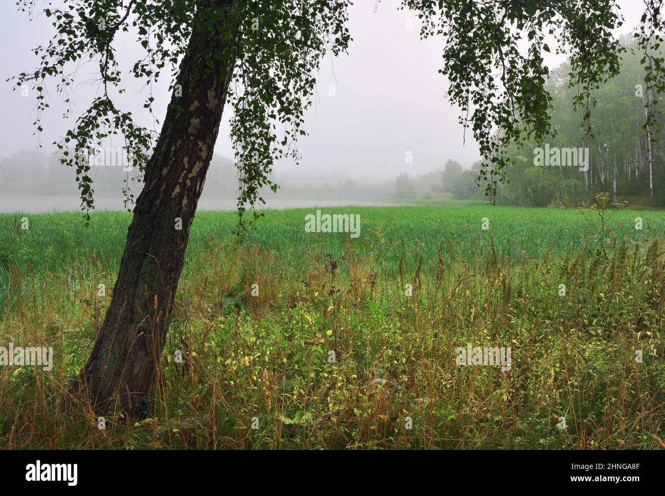 Leaning trunk of a deciduous tree among thick green grass on the shore ...
