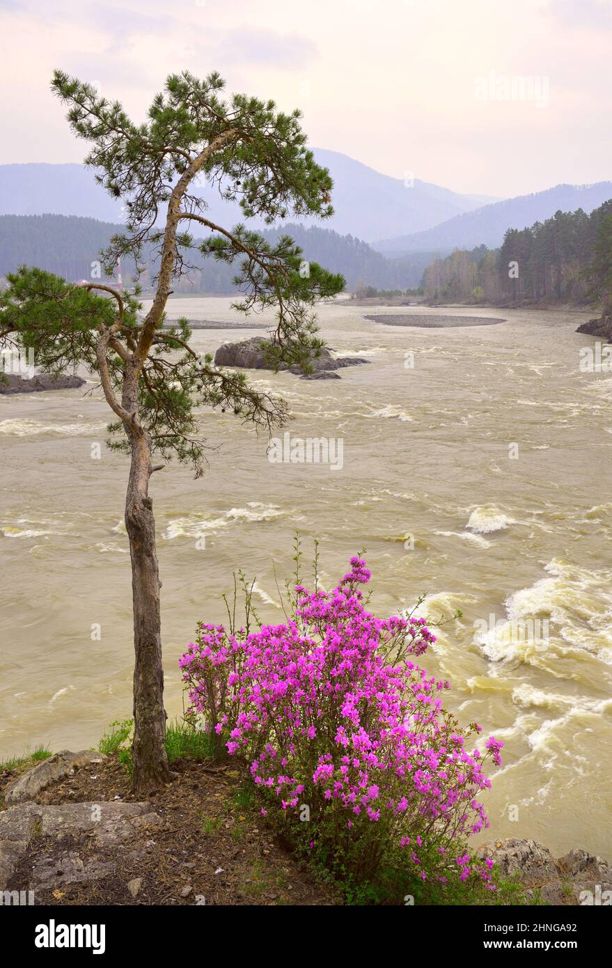 Manzherok rapids in the Altai Mountains. Pine and flowering maral bush ...