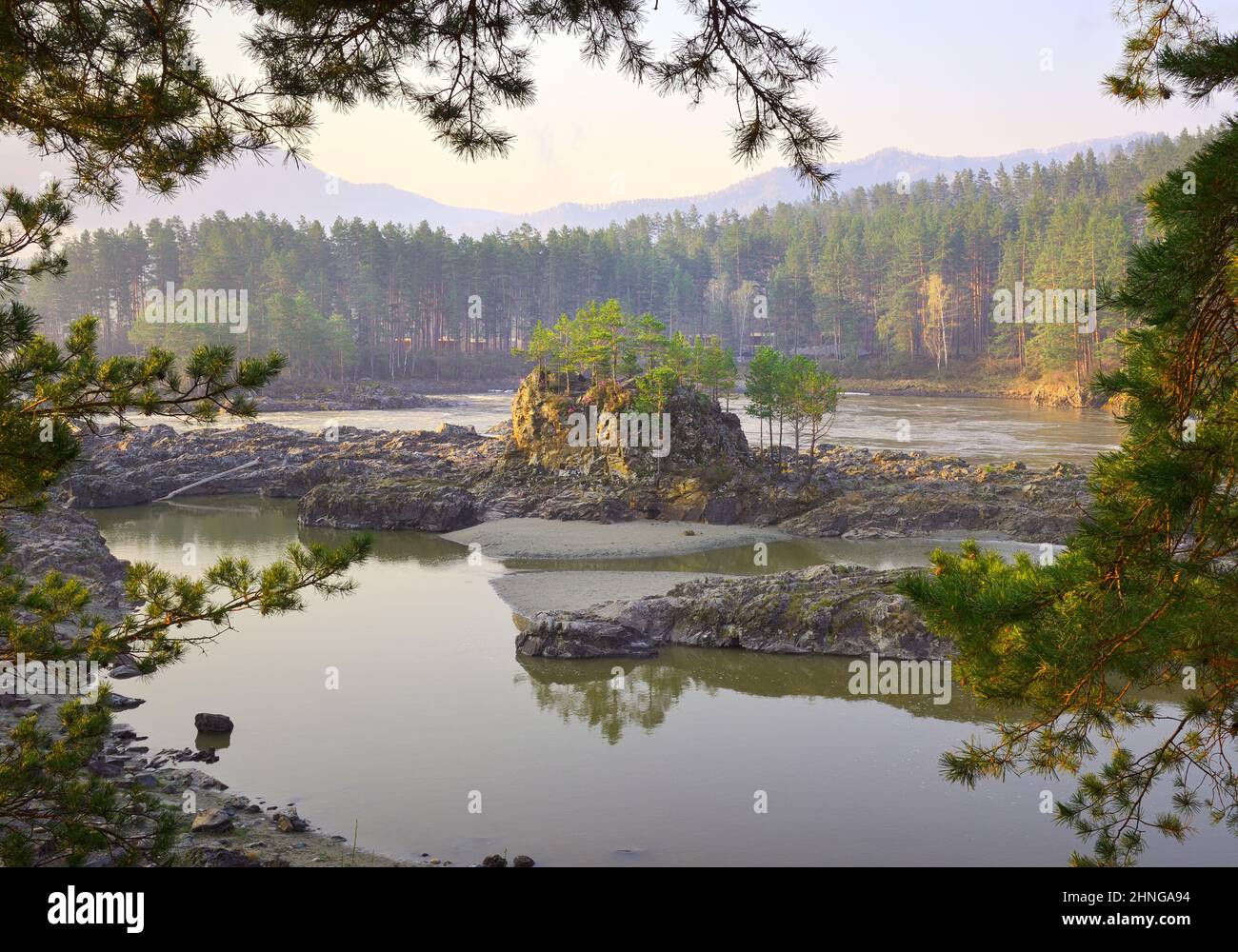 Manzherok rapids in the Altai Mountains. Pine trees on the rocky banks ...