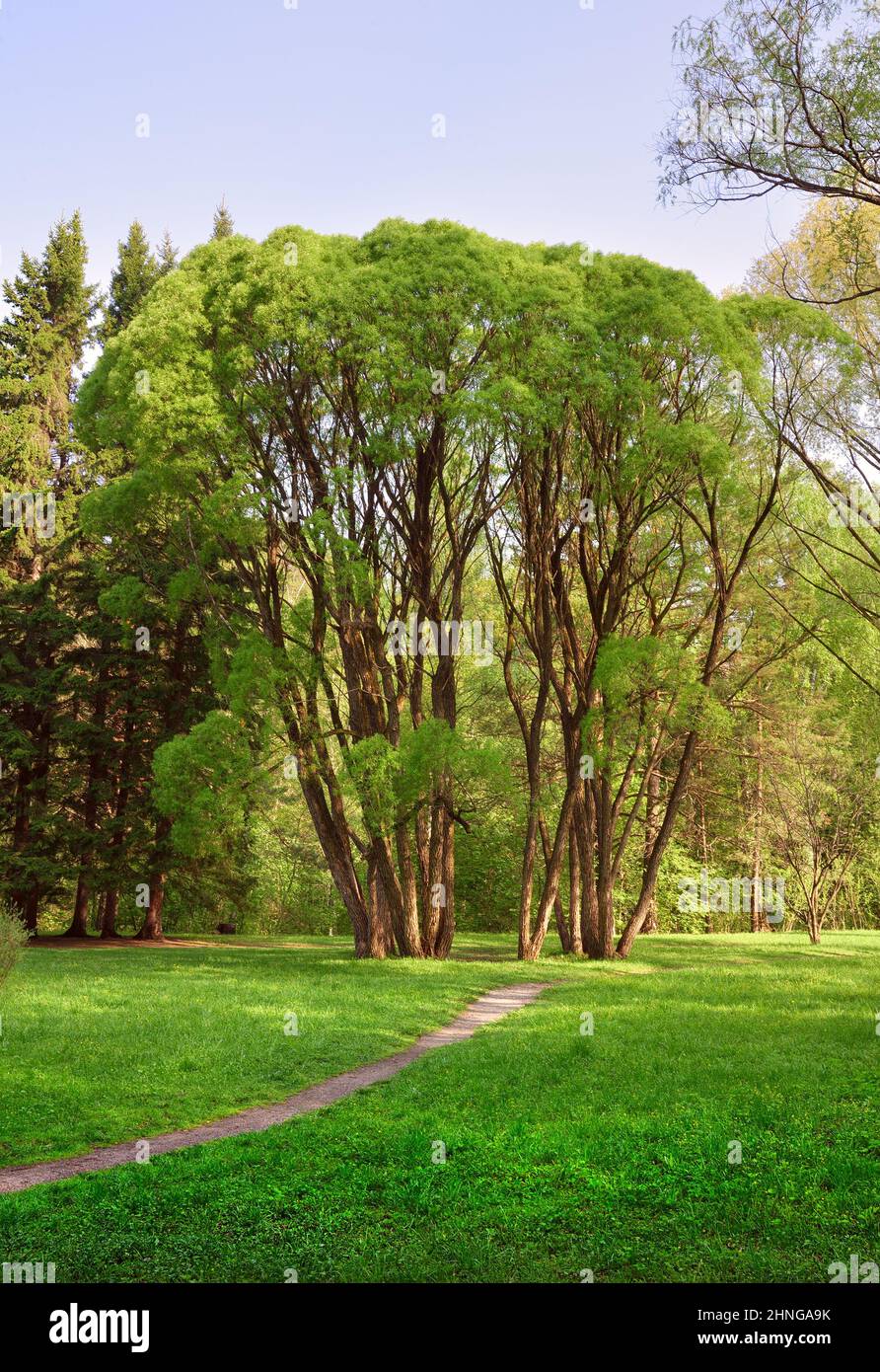 Trees in a landscaped garden. Fresh spring foliage, grass on the lawn ...