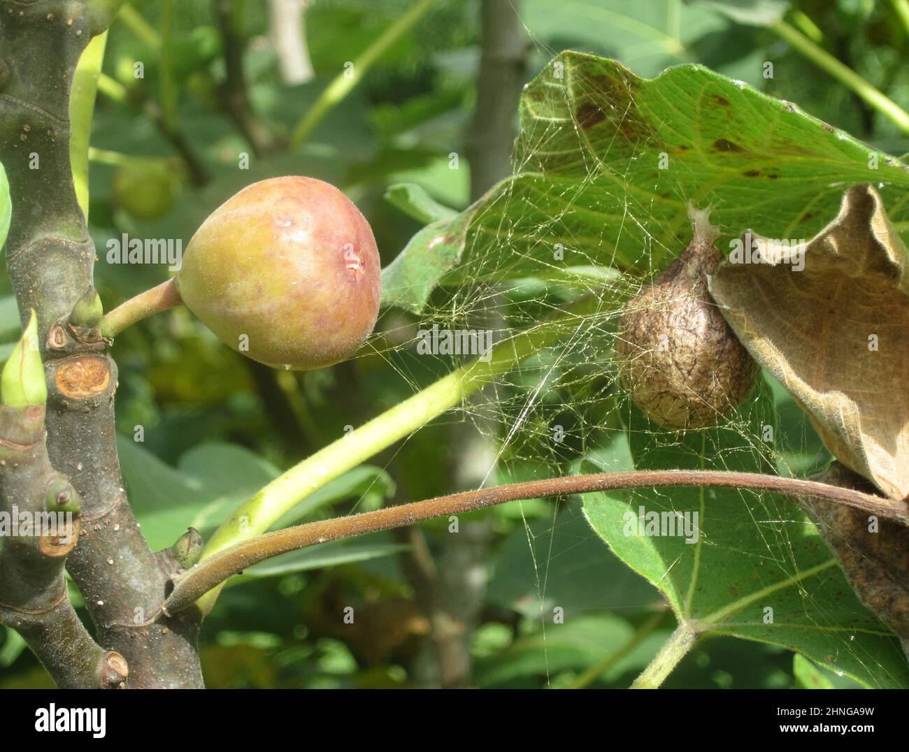 Garden Spider Argiope aurantia egg sac camouflaged in Fig Tree next to ...