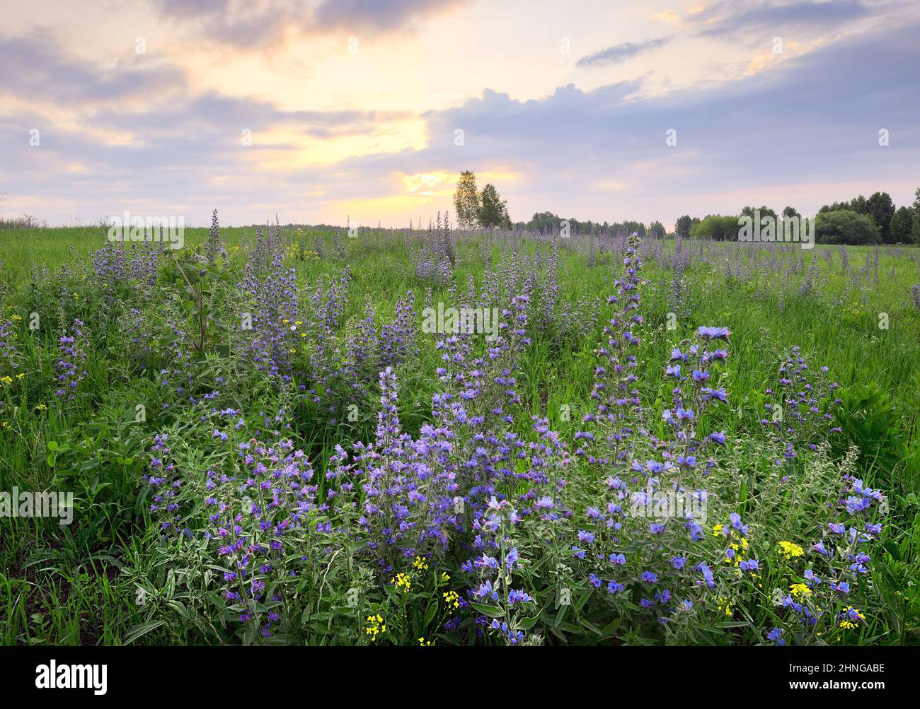 Wildflowers in the thick grass in the field in the morning under a ...