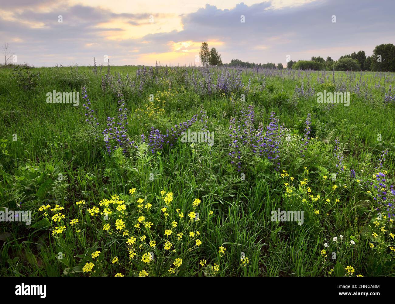 Wildflowers in the thick grass in the field in the morning under a ...